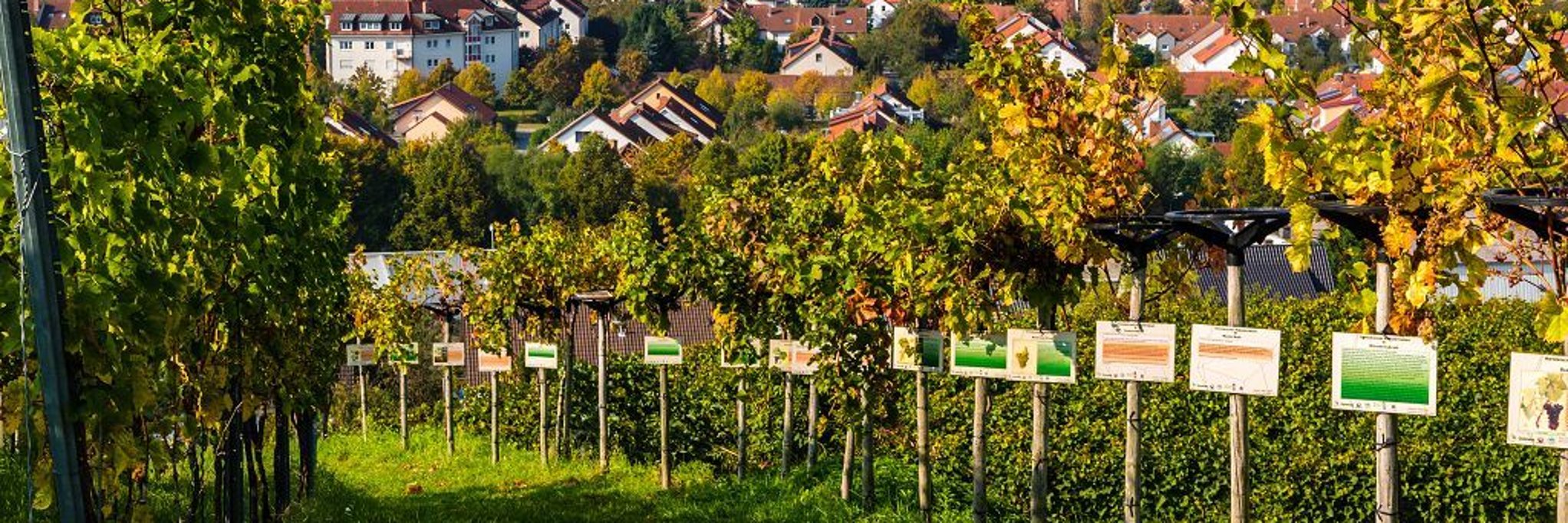 Erlebnispfad Wein & Stein | Heppenheim - Unsere Stadt